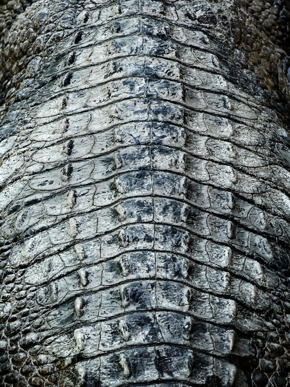 Do Crocodiles Shed Their Skin? - Reptile Inquirer